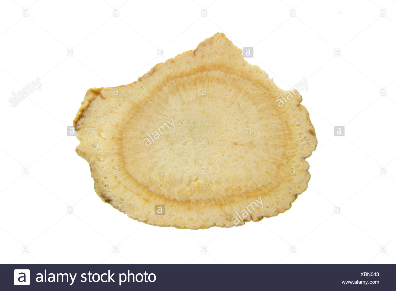 American Ginseng Stock Photos & American Ginseng Stock Images - Alamy