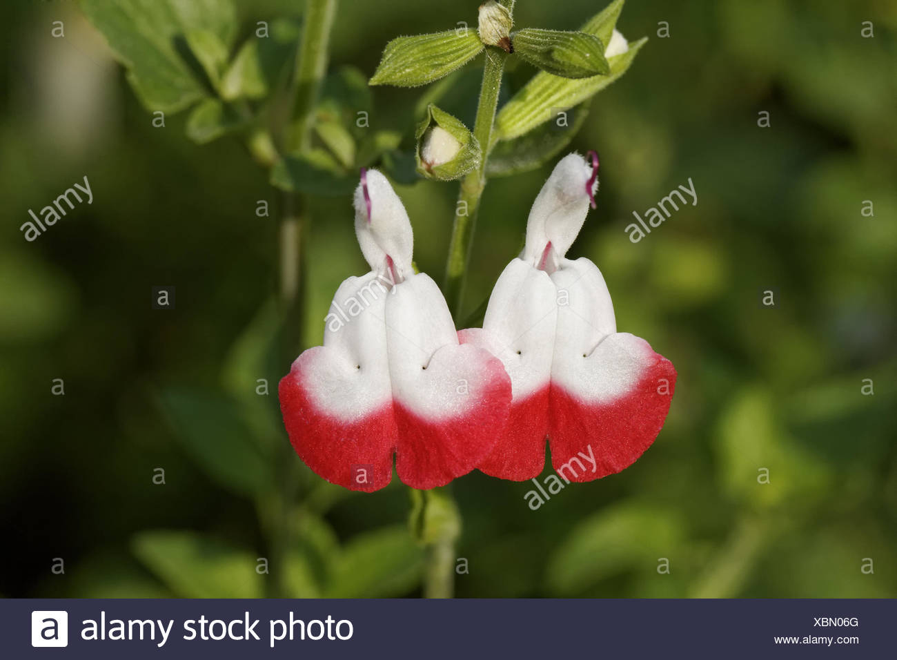 Salvia Hot Lips White Flower High Resolution Stock Photography and ...