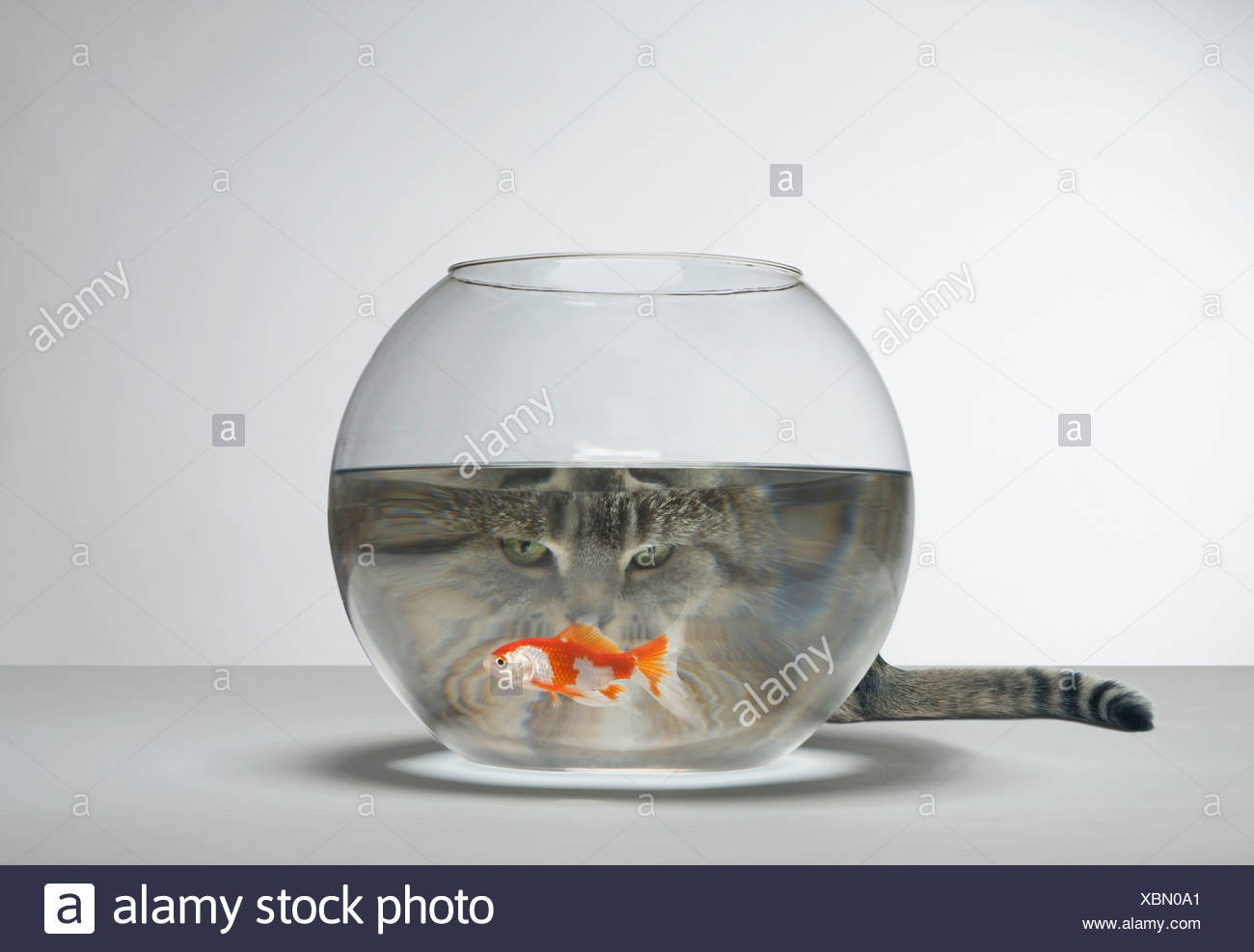Cat And Fish Bowl High Resolution Stock Photography and Images - Alamy