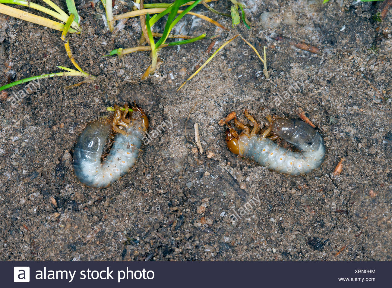 Chafer Grubs High Resolution Stock Photography and Images - Alamy