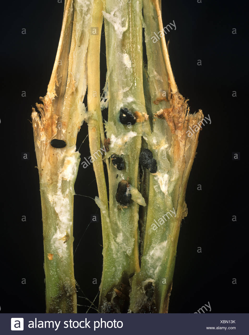 Sclerotinia Sclerotiorum Stock Photos & Sclerotinia Sclerotiorum Stock ...