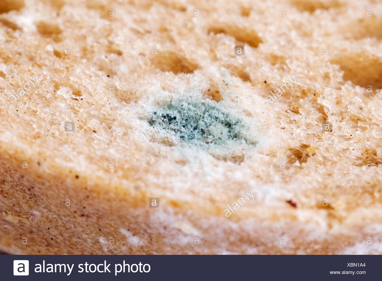 Mould Stain Stock Photos & Mould Stain Stock Images - Alamy