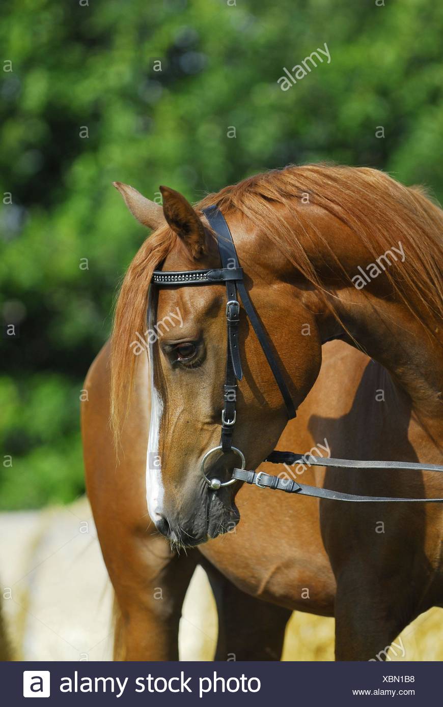 Chestnut Arabian Horse High Resolution Stock Photography and Images - Alamy