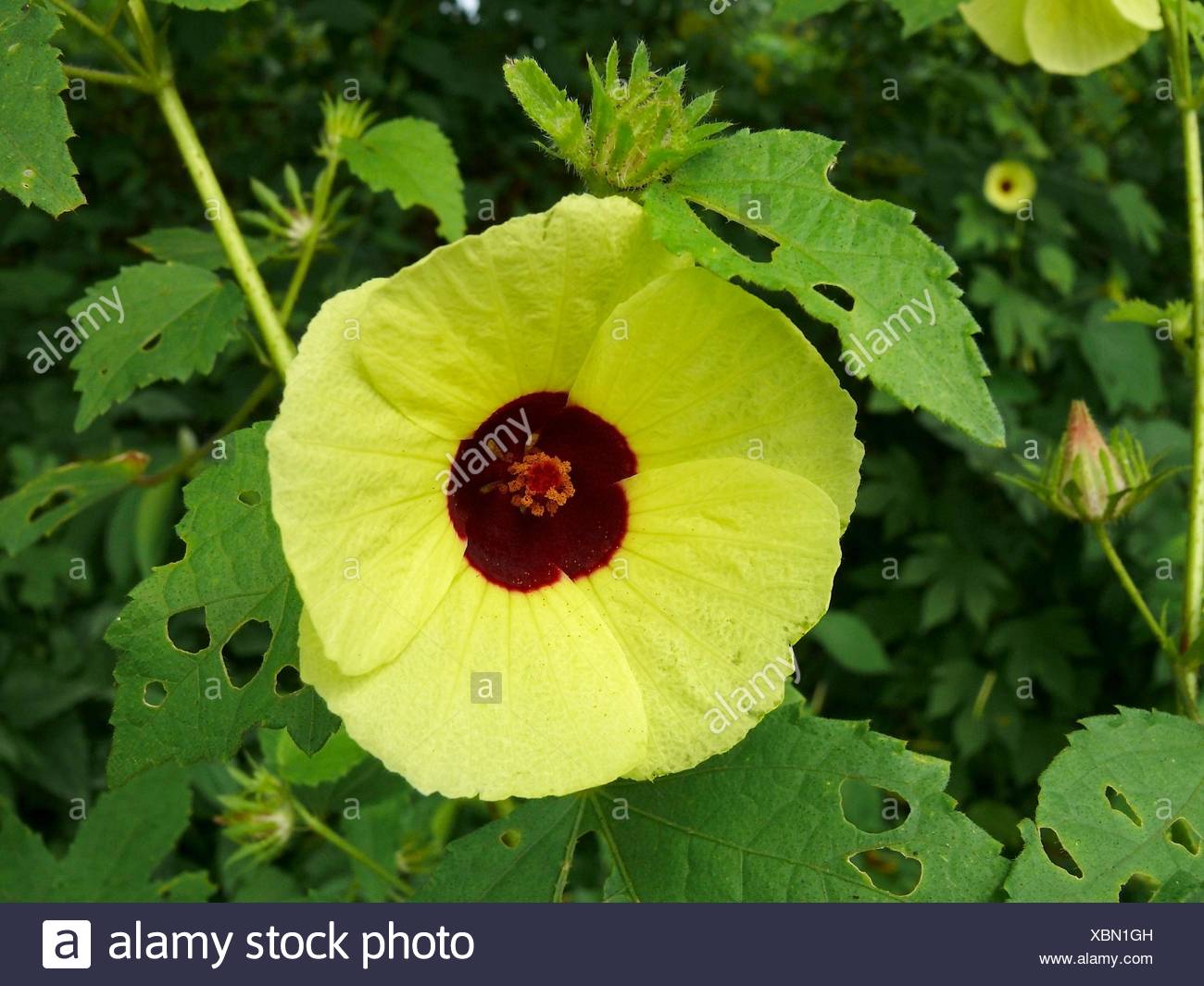Abelmoschus Manihot High Resolution Stock Photography and Images - Alamy