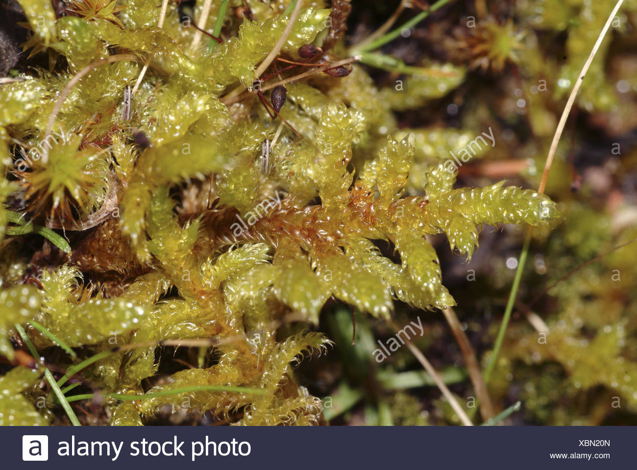 Hypnum Moss Hypnum High Resolution Stock Photography and Images - Alamy