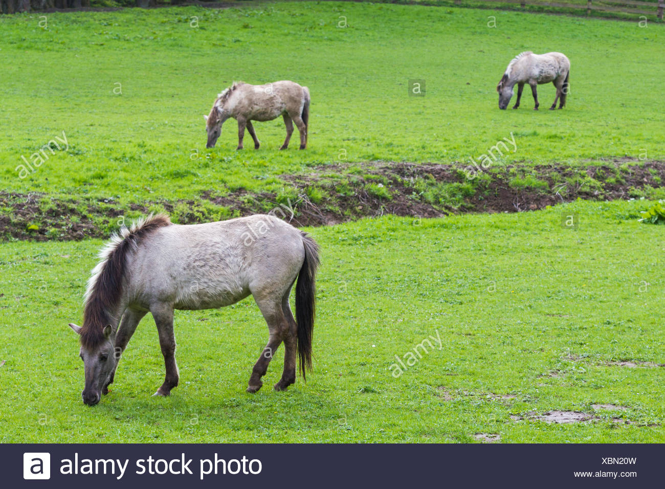 Tarpan Horses High Resolution Stock Photography and Images - Alamy