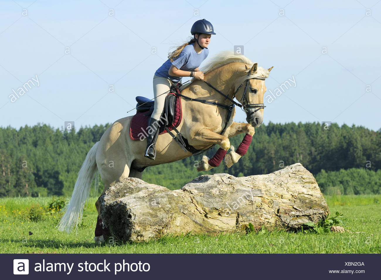 Haflinger Horse Jumping High Resolution Stock Photography and Images ...