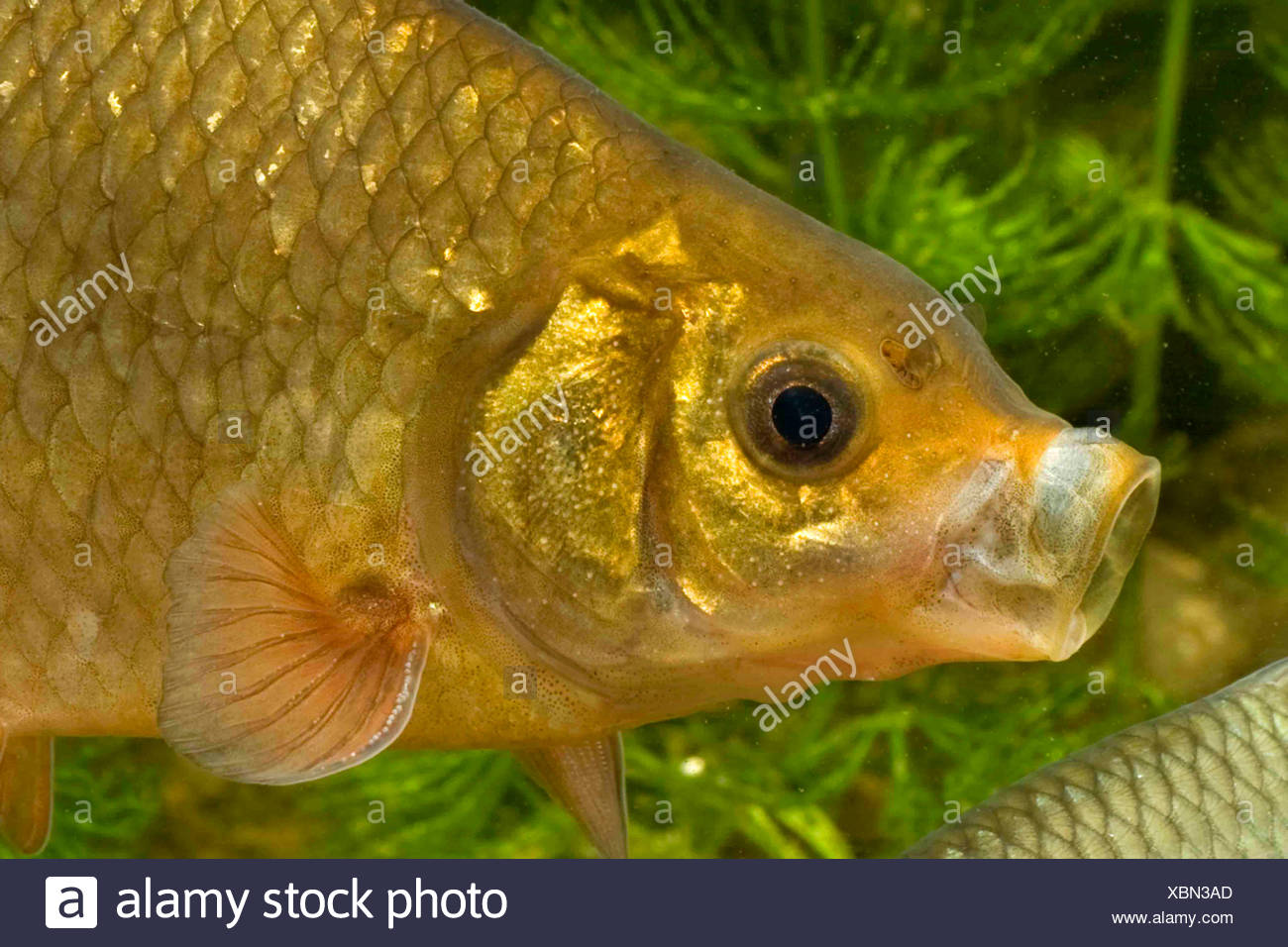 Pouting Fish High Resolution Stock Photography and Images - Alamy
