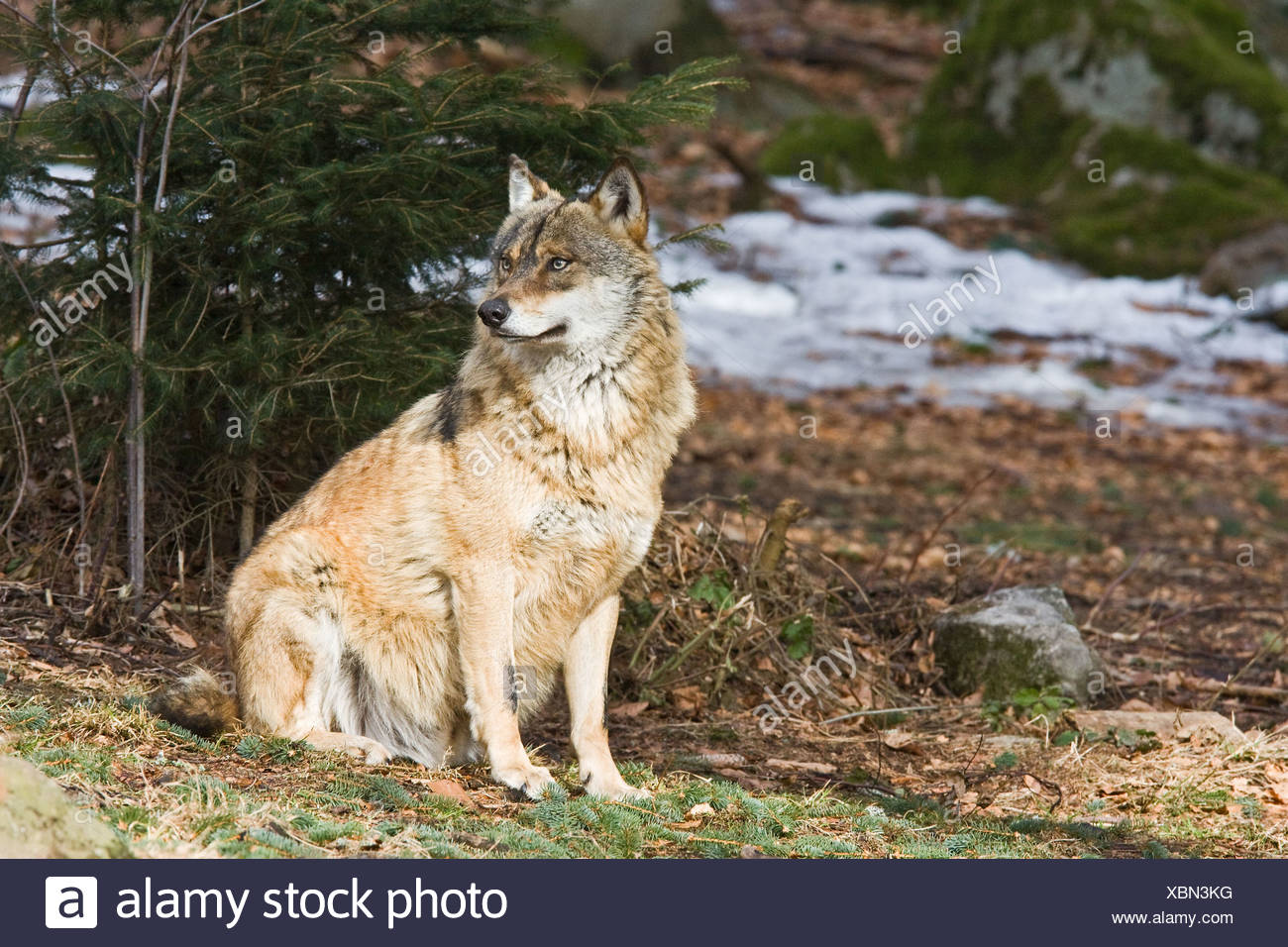 Wild Grey Wolf Sitting Snow High Resolution Stock Photography and ...