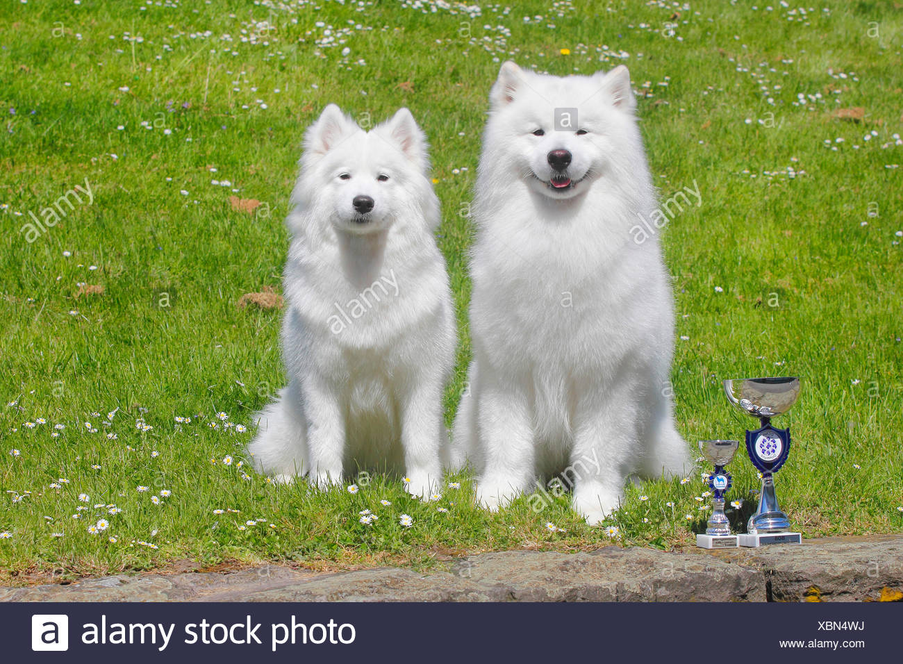 Samojeden Stock Photos & Samojeden Stock Images - Alamy