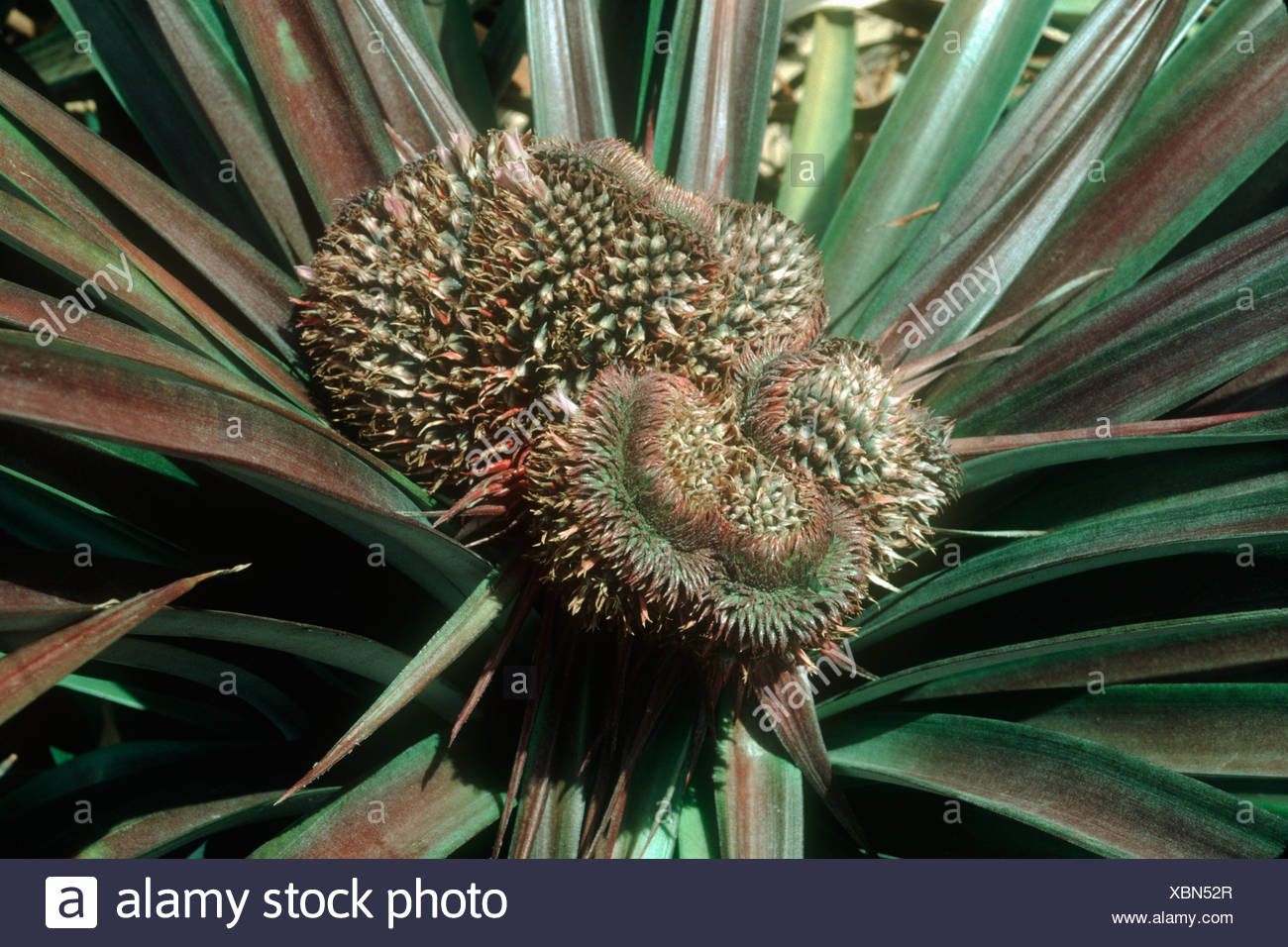 Pineapple Like Fruit High Resolution Stock Photography and Images - Alamy