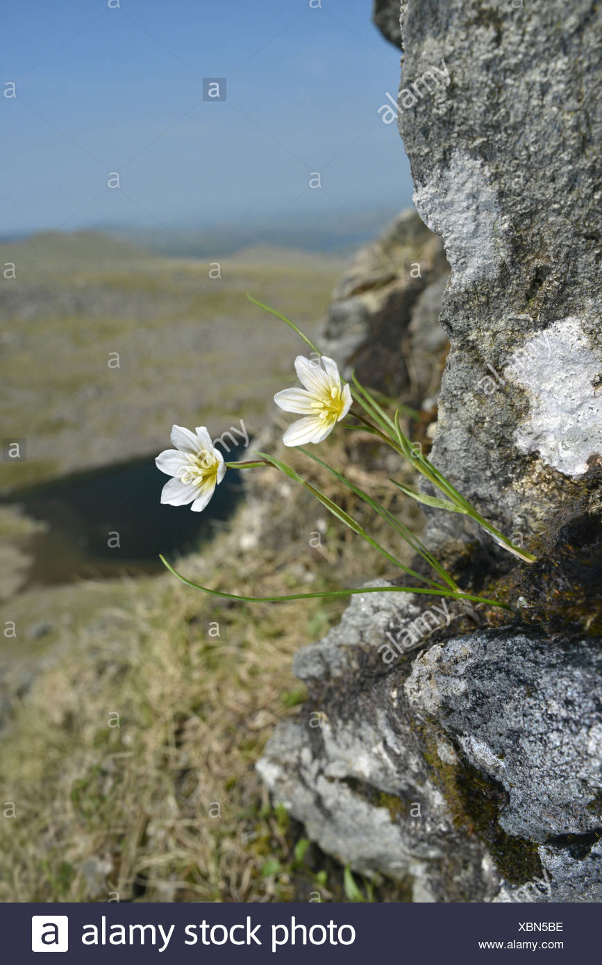 Snowdon Lily Wales High Resolution Stock Photography and Images - Alamy