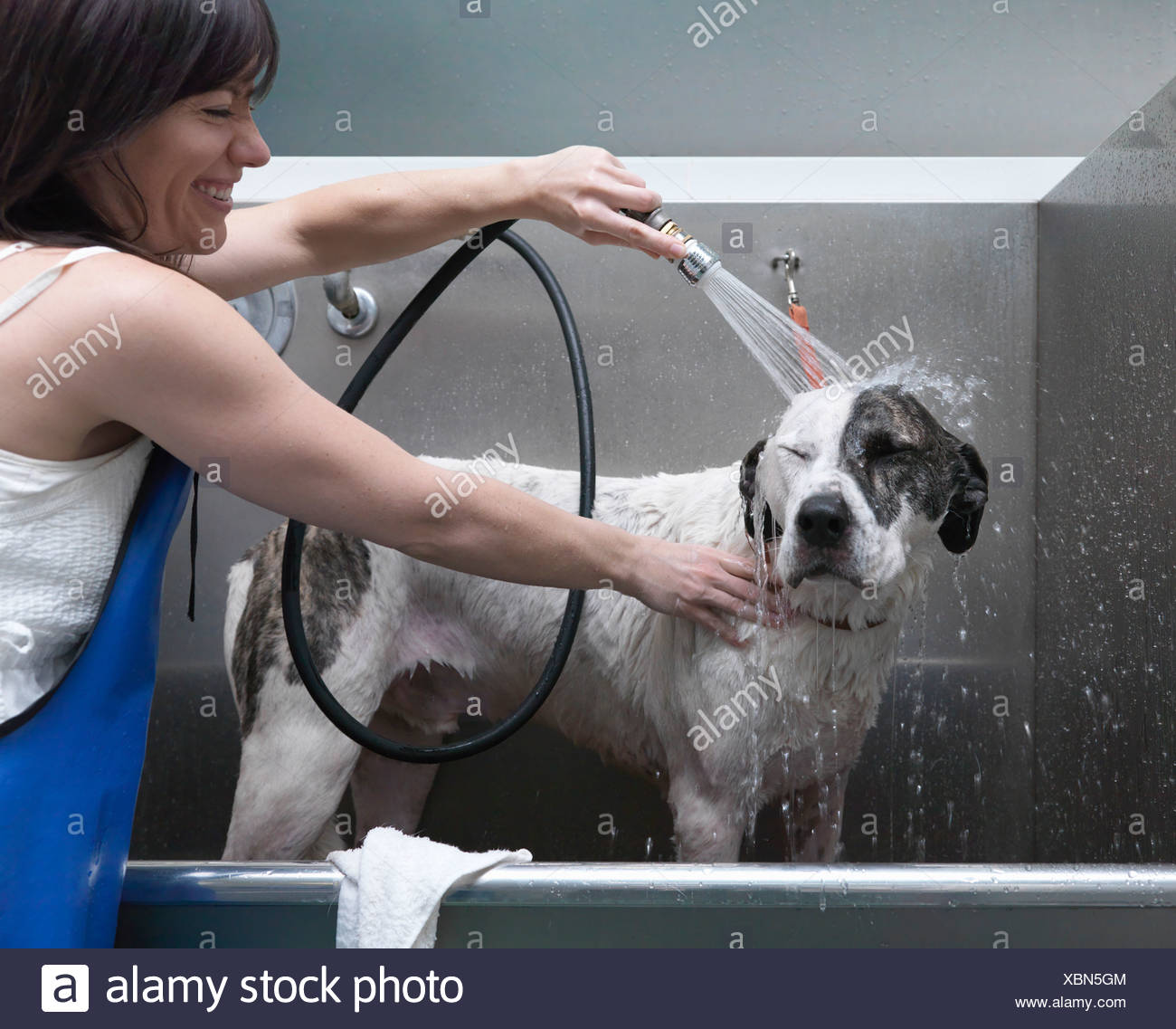 Dog With Washing High Resolution Stock Photography and Images - Alamy