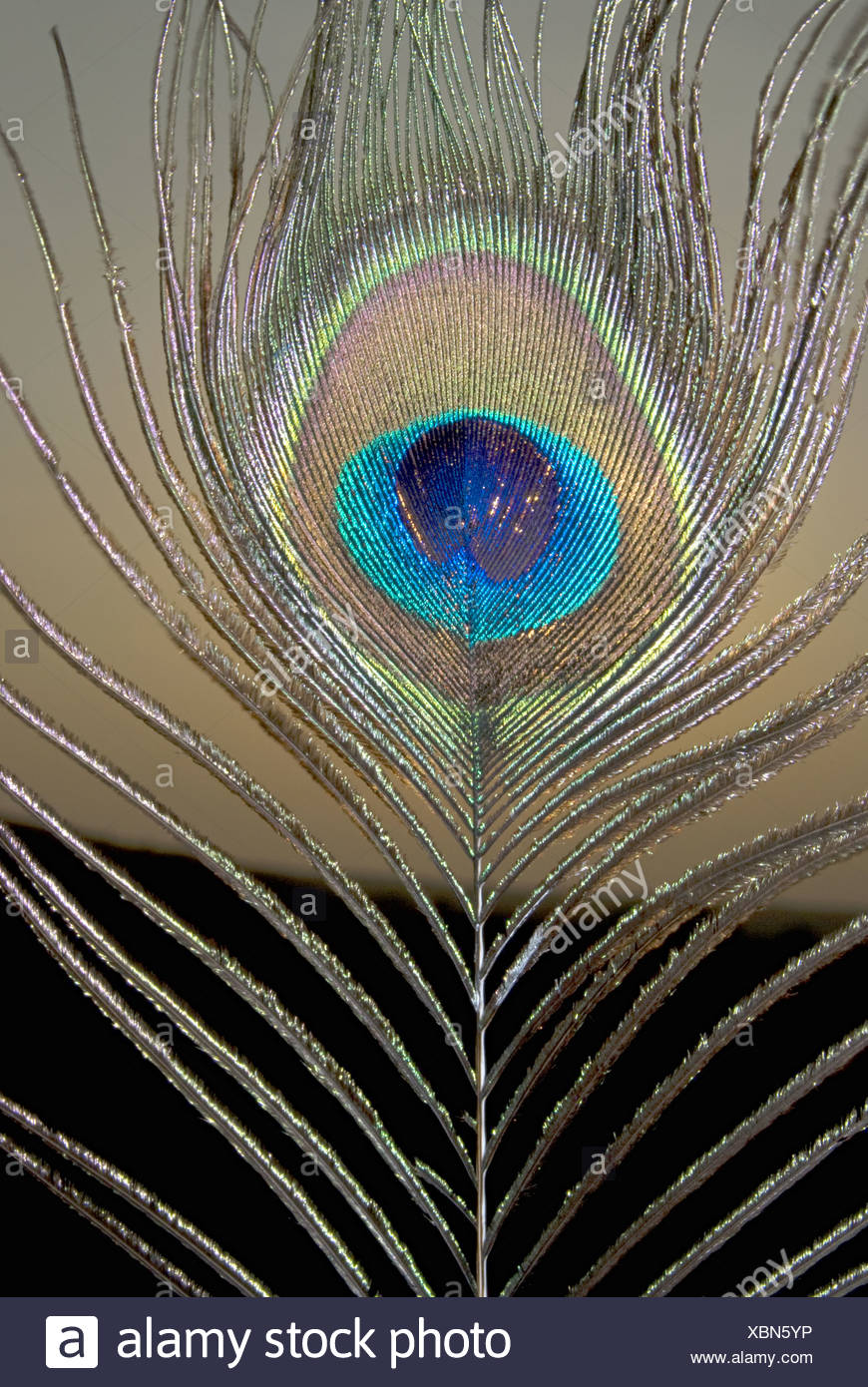 Peacock Feather And Dark Stock Photos & Peacock Feather And Dark Stock ...