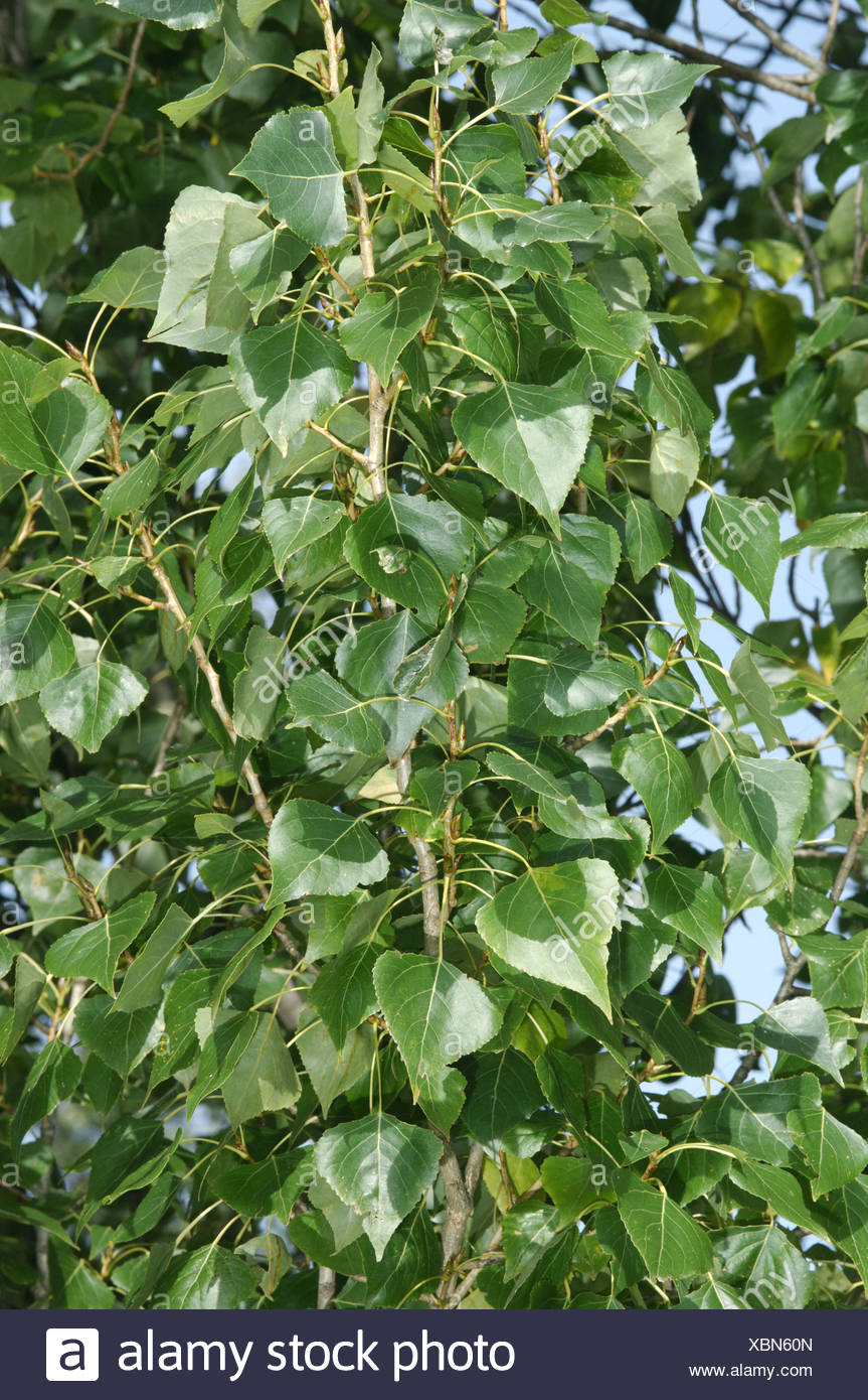 Lombardy Poplar Populus Nigra Italica High Resolution Stock Photography ...