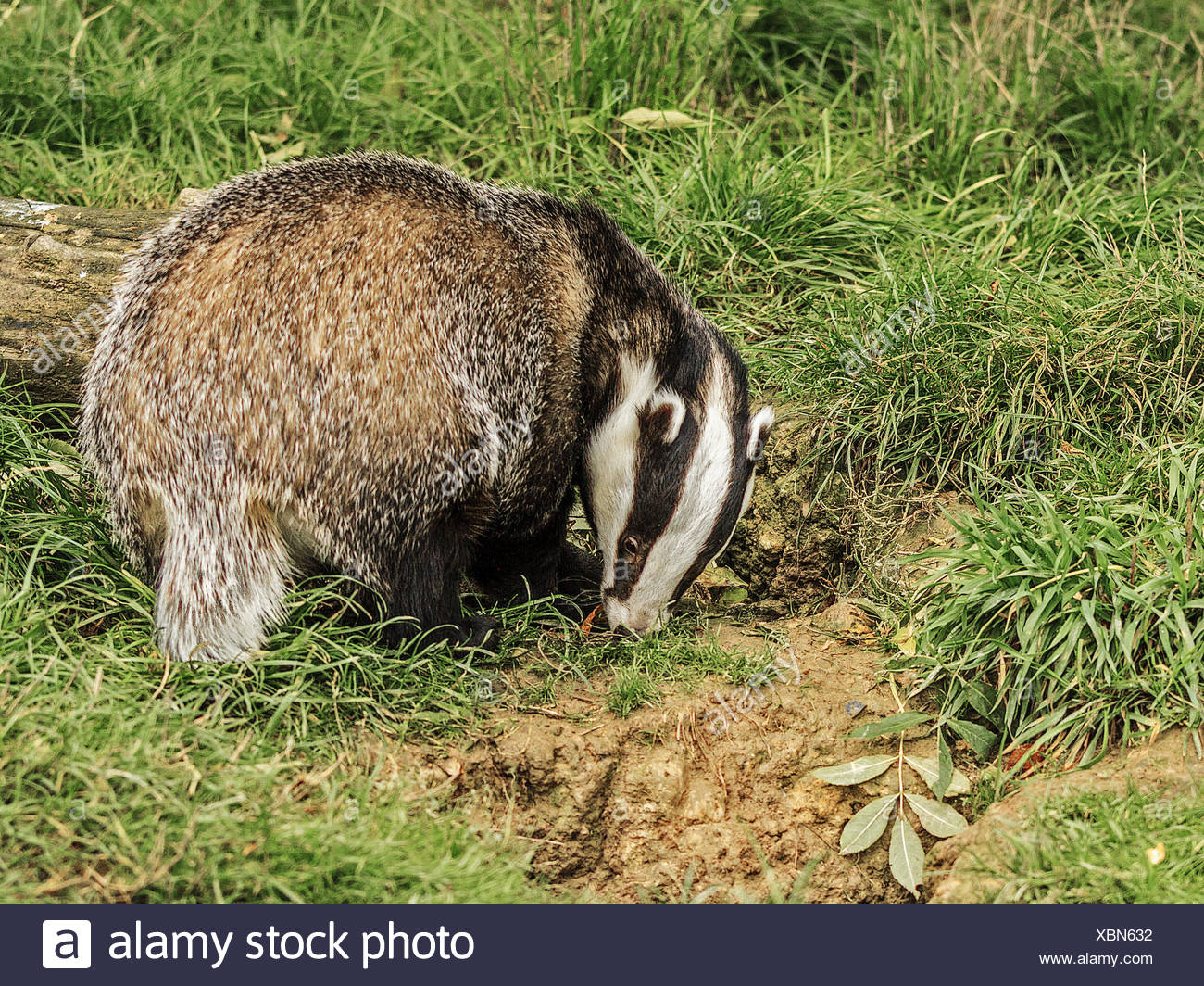 Badger Digging Stock Photos & Badger Digging Stock Images - Alamy