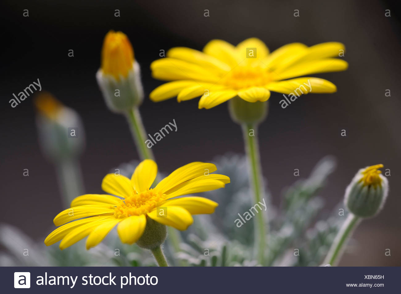Yellow Bush Daisy High Resolution Stock Photography and Images - Alamy