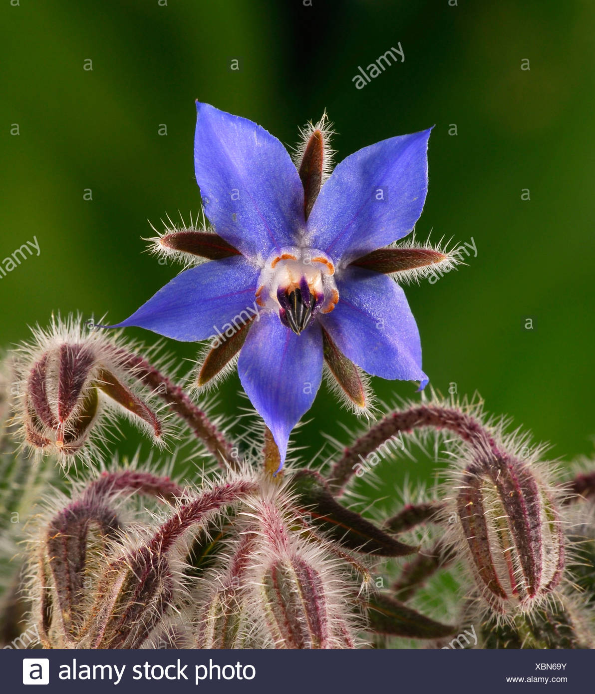 Starflowers High Resolution Stock Photography and Images - Alamy