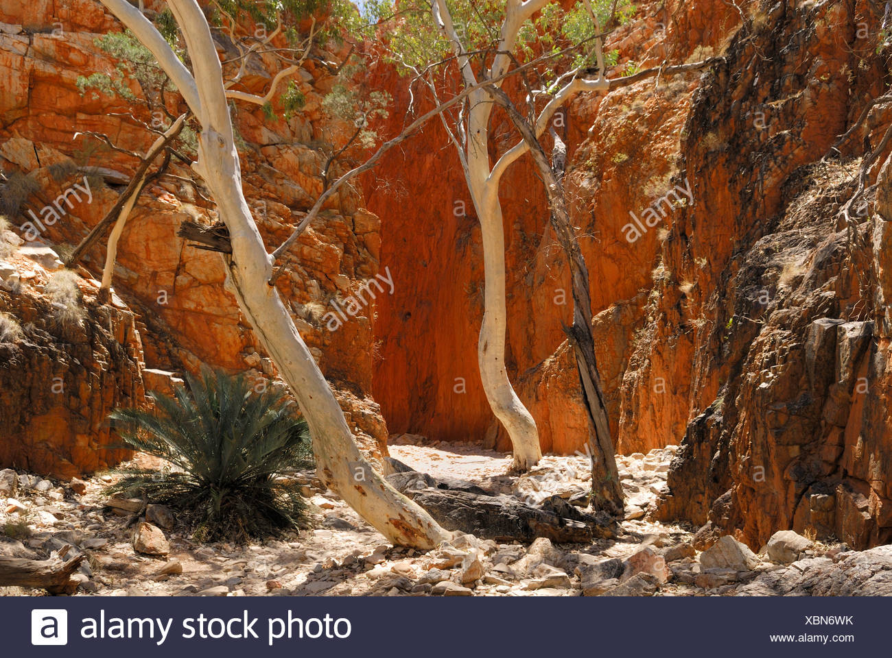 Macdonnell Ranges Cycad High Resolution Stock Photography and Images ...