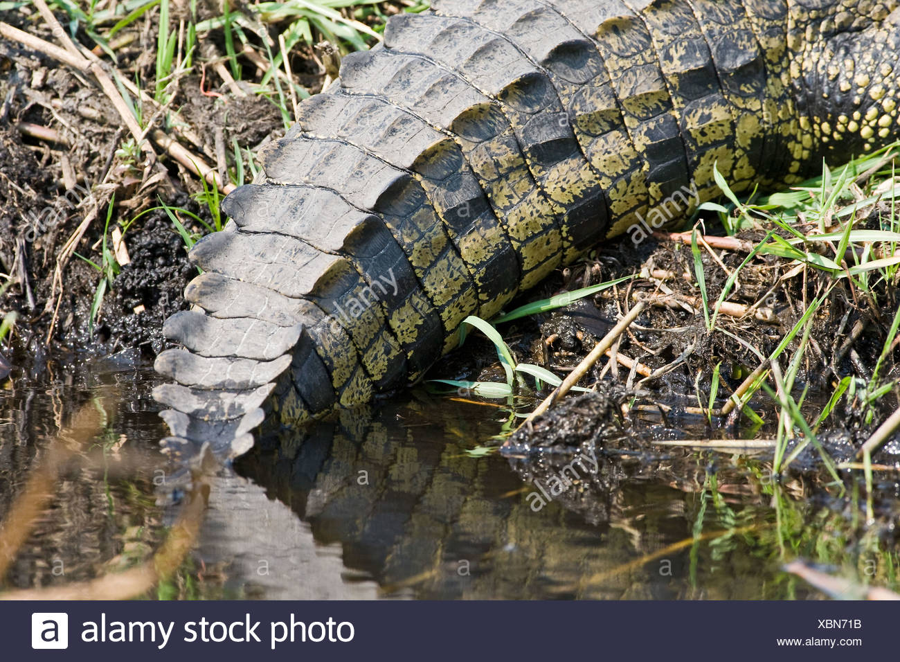 Detail Nile Crocodile Tail High Resolution Stock Photography and Images ...