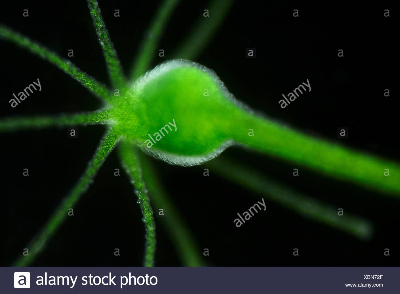Hydra Microscope Stock Photos & Hydra Microscope Stock Images - Alamy