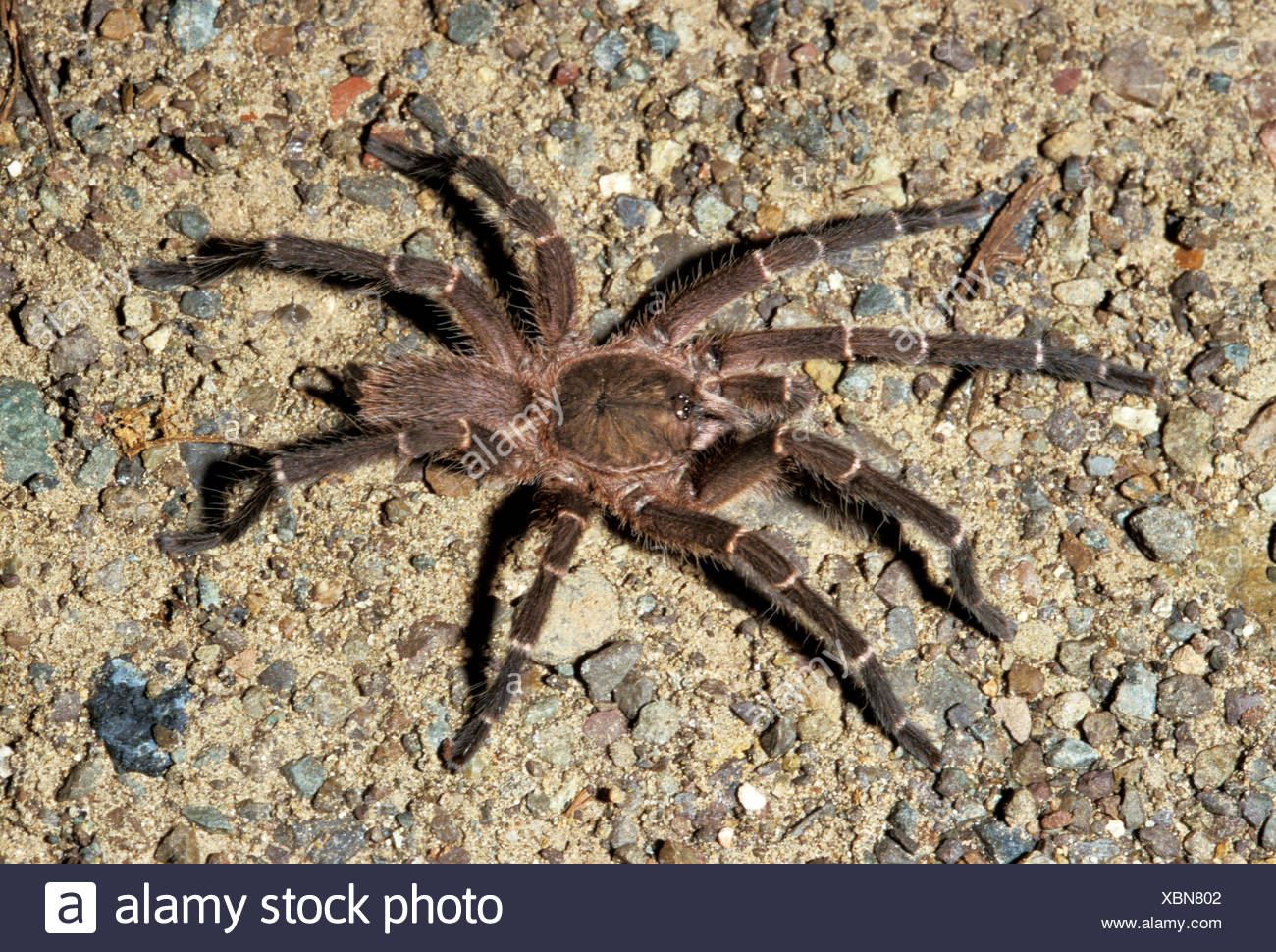 Family Theraphosidae High Resolution Stock Photography and Images - Alamy