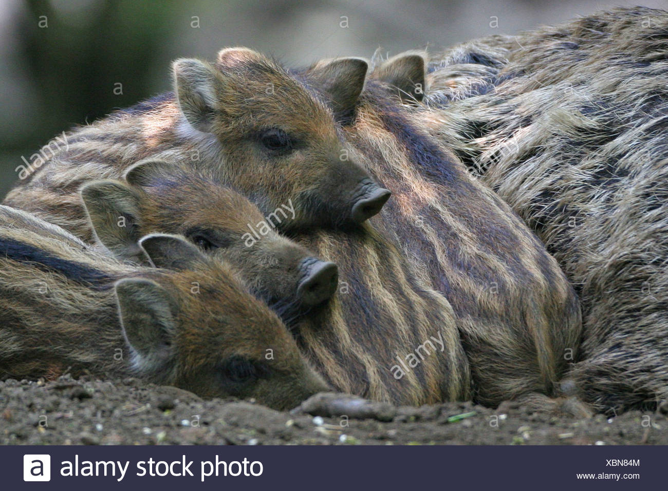 Wild Boar Lying Down High Resolution Stock Photography and Images - Alamy