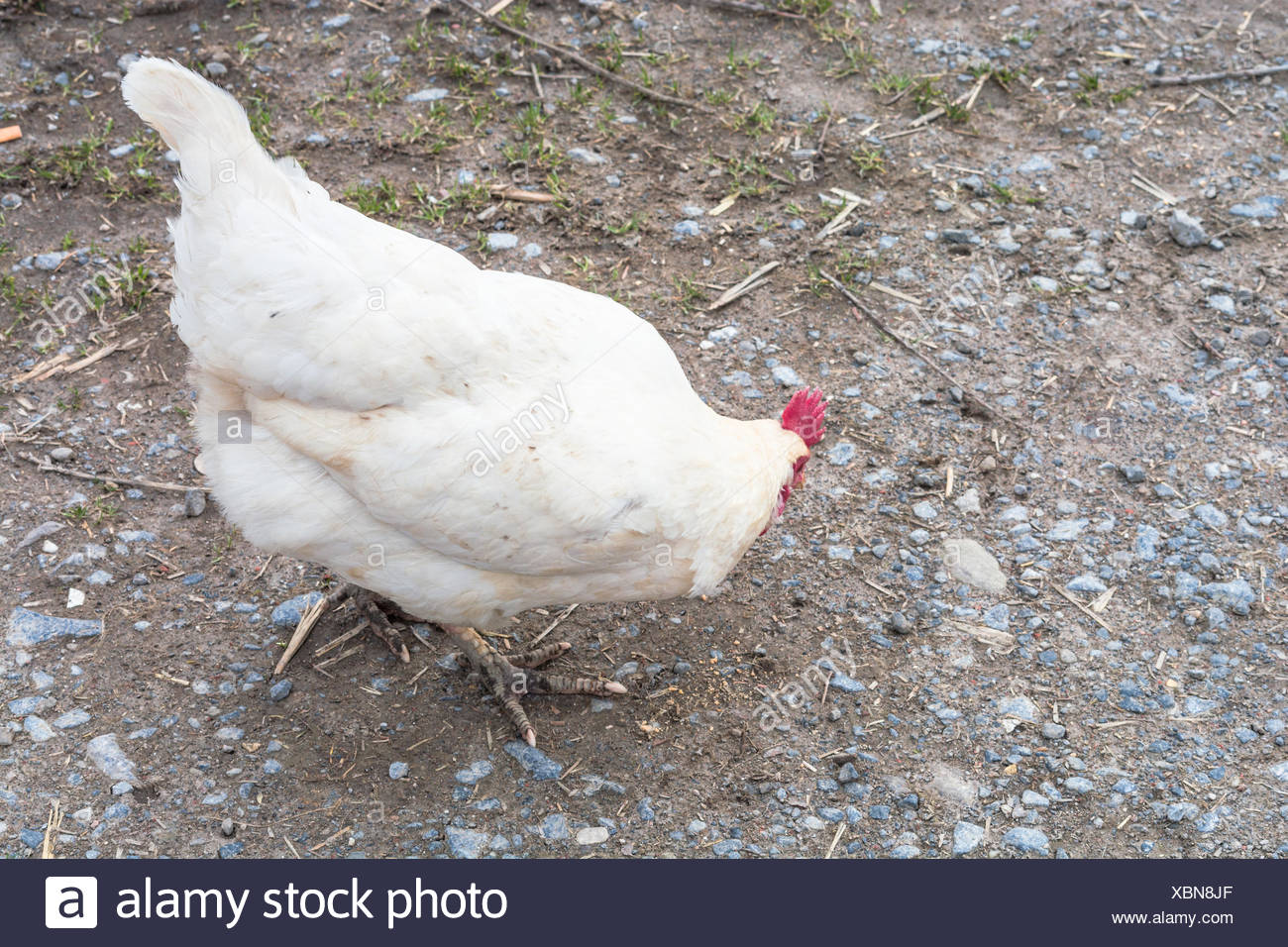 Put Hen High Resolution Stock Photography and Images - Alamy