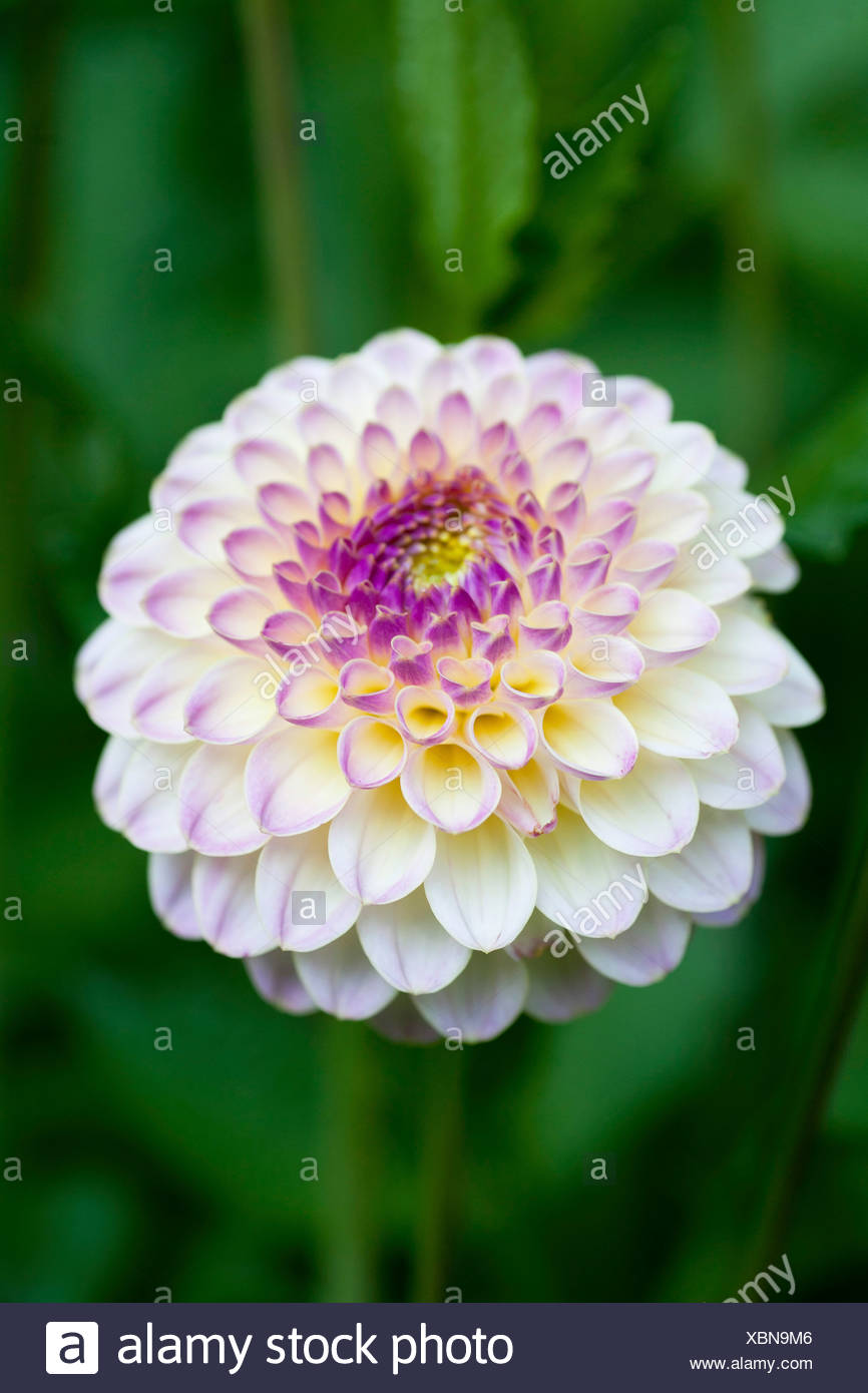 Dahlia Hapet Stock Photos & Dahlia Hapet Stock Images - Alamy