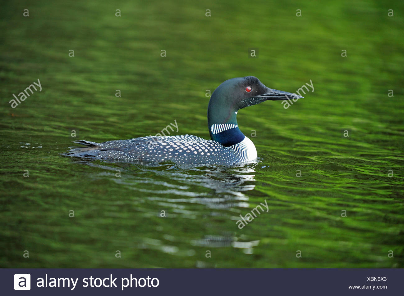 Great Northern Loons High Resolution Stock Photography and Images - Alamy