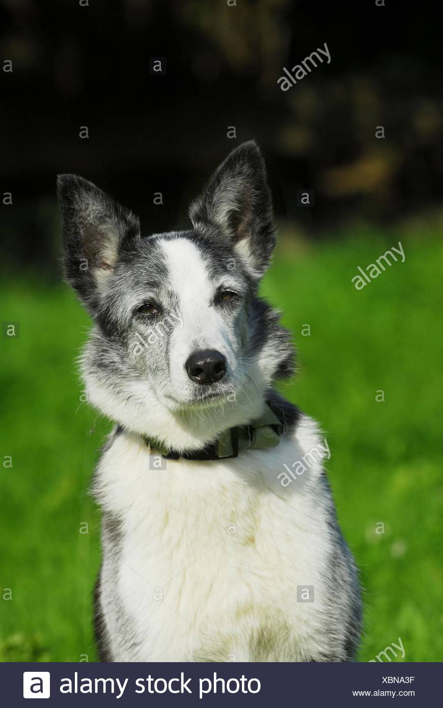 Grey Border Collie High Resolution Stock Photography and Images - Alamy