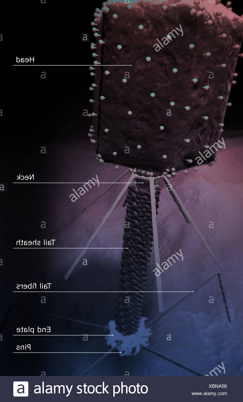 Enterobacteria Phage High Resolution Stock Photography and Images - Alamy