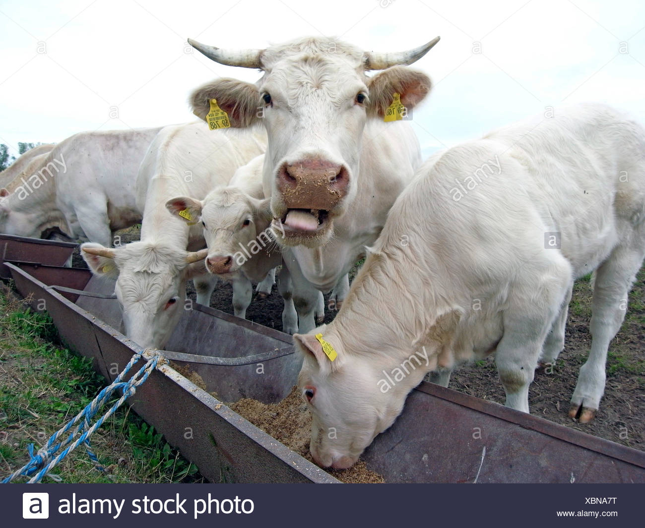Feeding Trough Troughs High Resolution Stock Photography and Images - Alamy