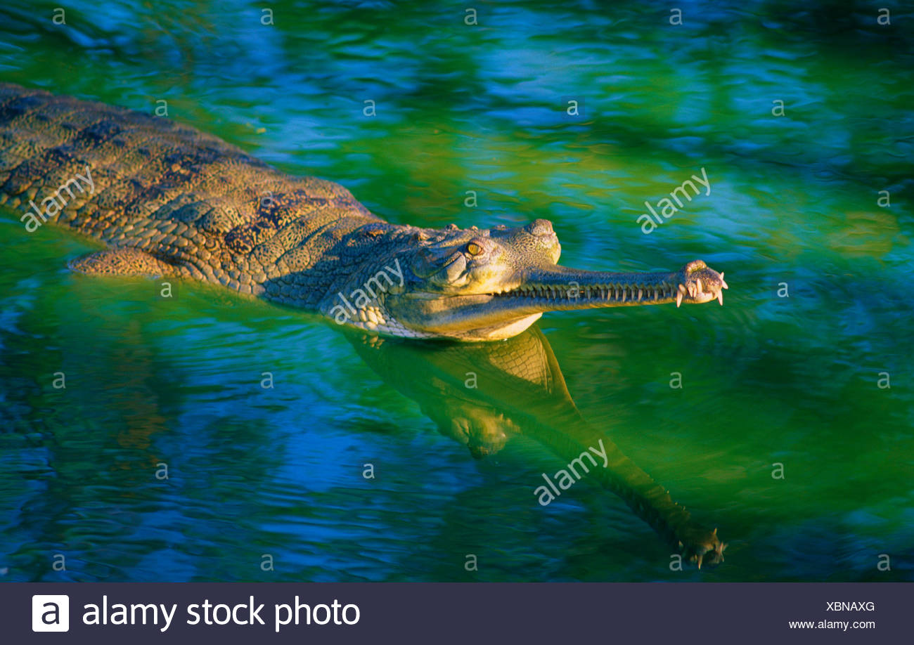 Gharial Or Real Gavial High Resolution Stock Photography and Images - Alamy