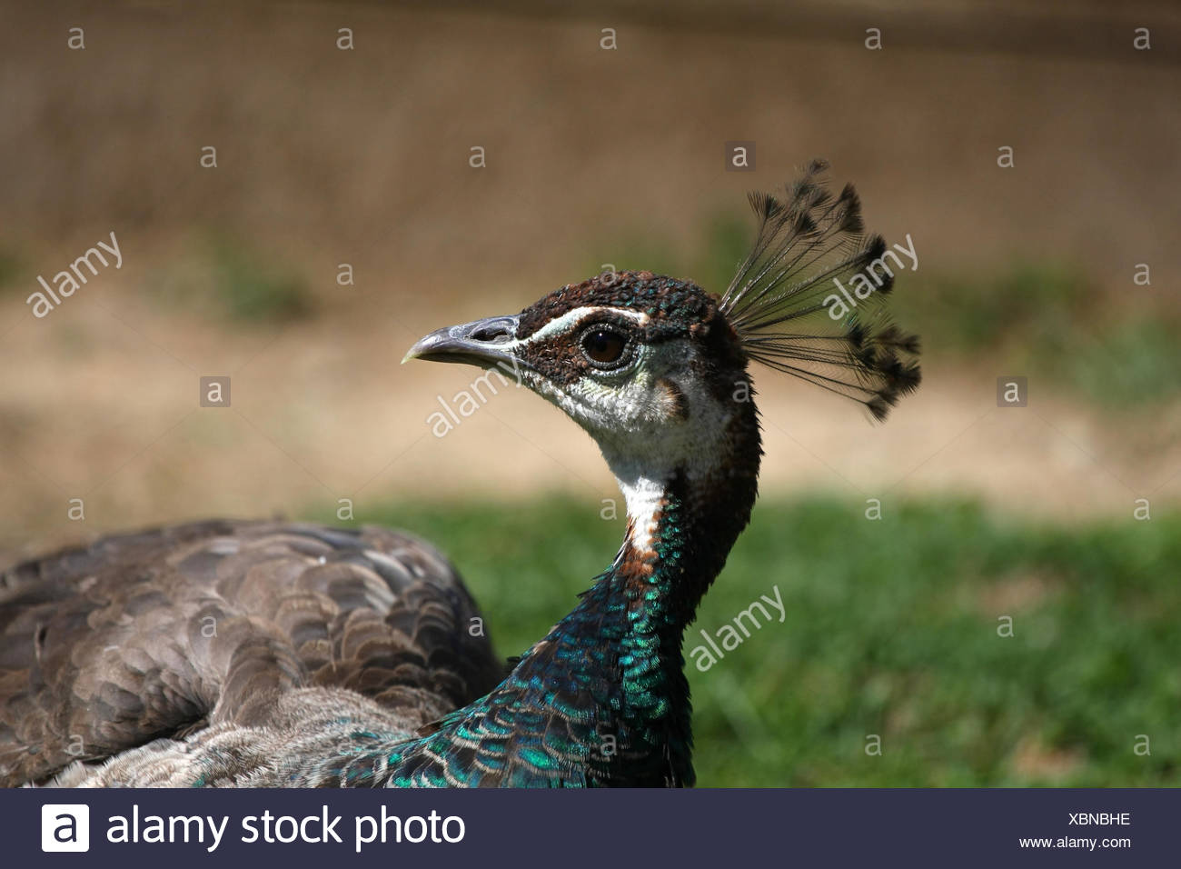 Female Peahen Stock Photos & Female Peahen Stock Images - Alamy