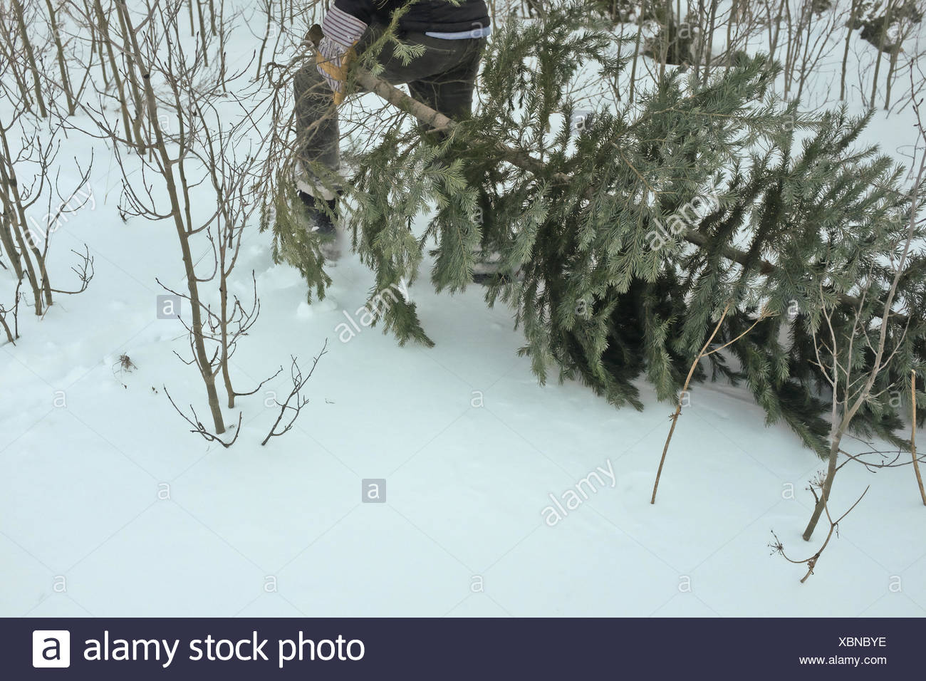 One Pine Tree High Resolution Stock Photography and Images - Alamy