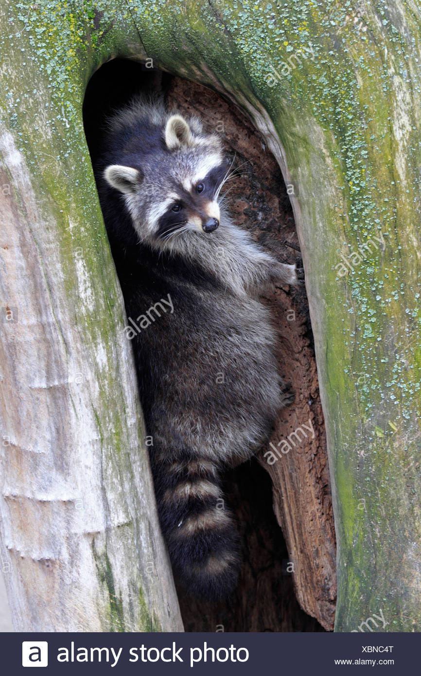 Raccoons In Tree High Resolution Stock Photography and Images - Alamy