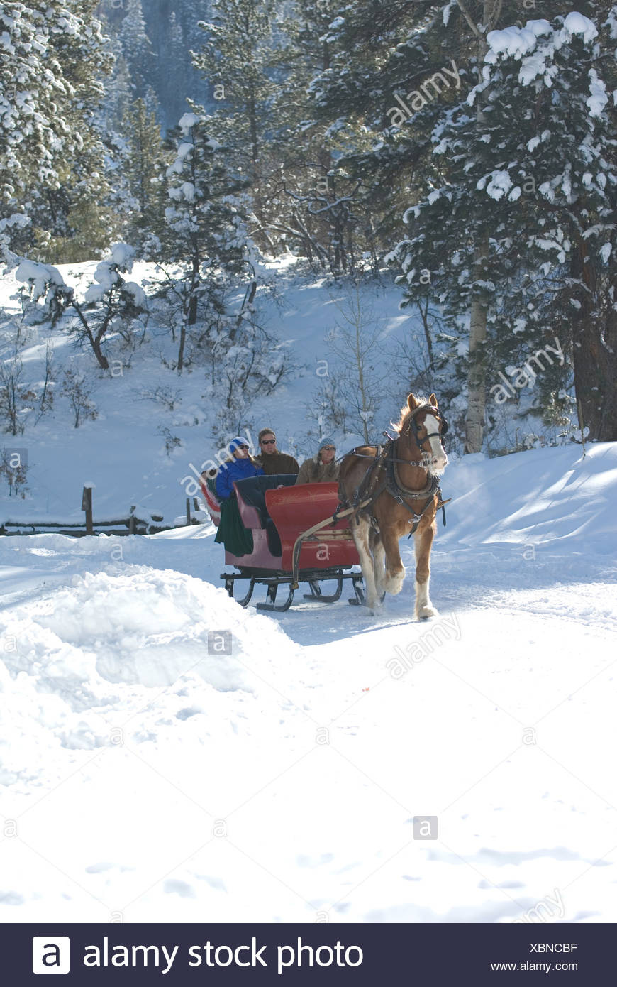 Horse Drawn Sleigh Ride High Resolution Stock Photography and Images ...
