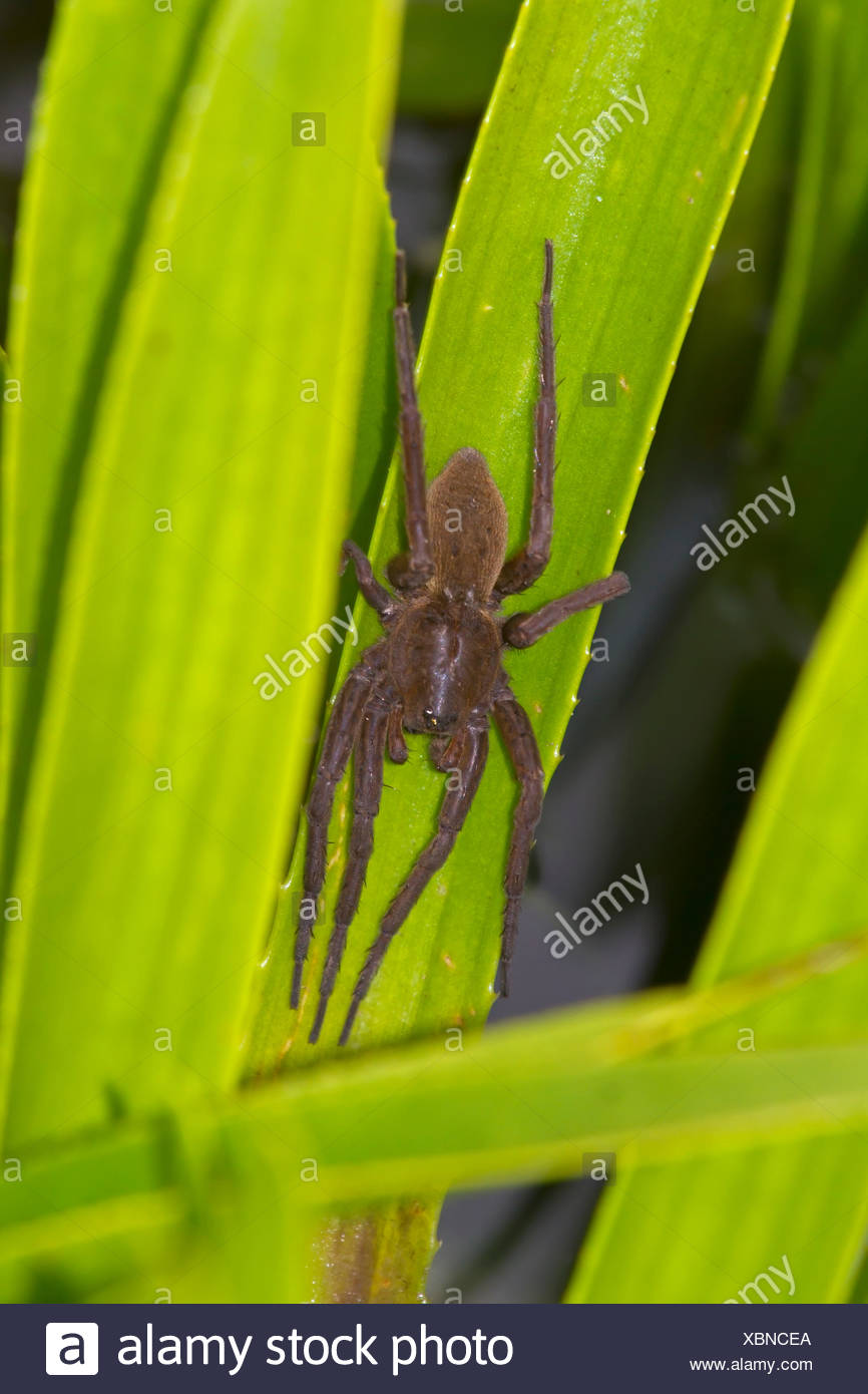 Raft Spider High Resolution Stock Photography and Images - Alamy