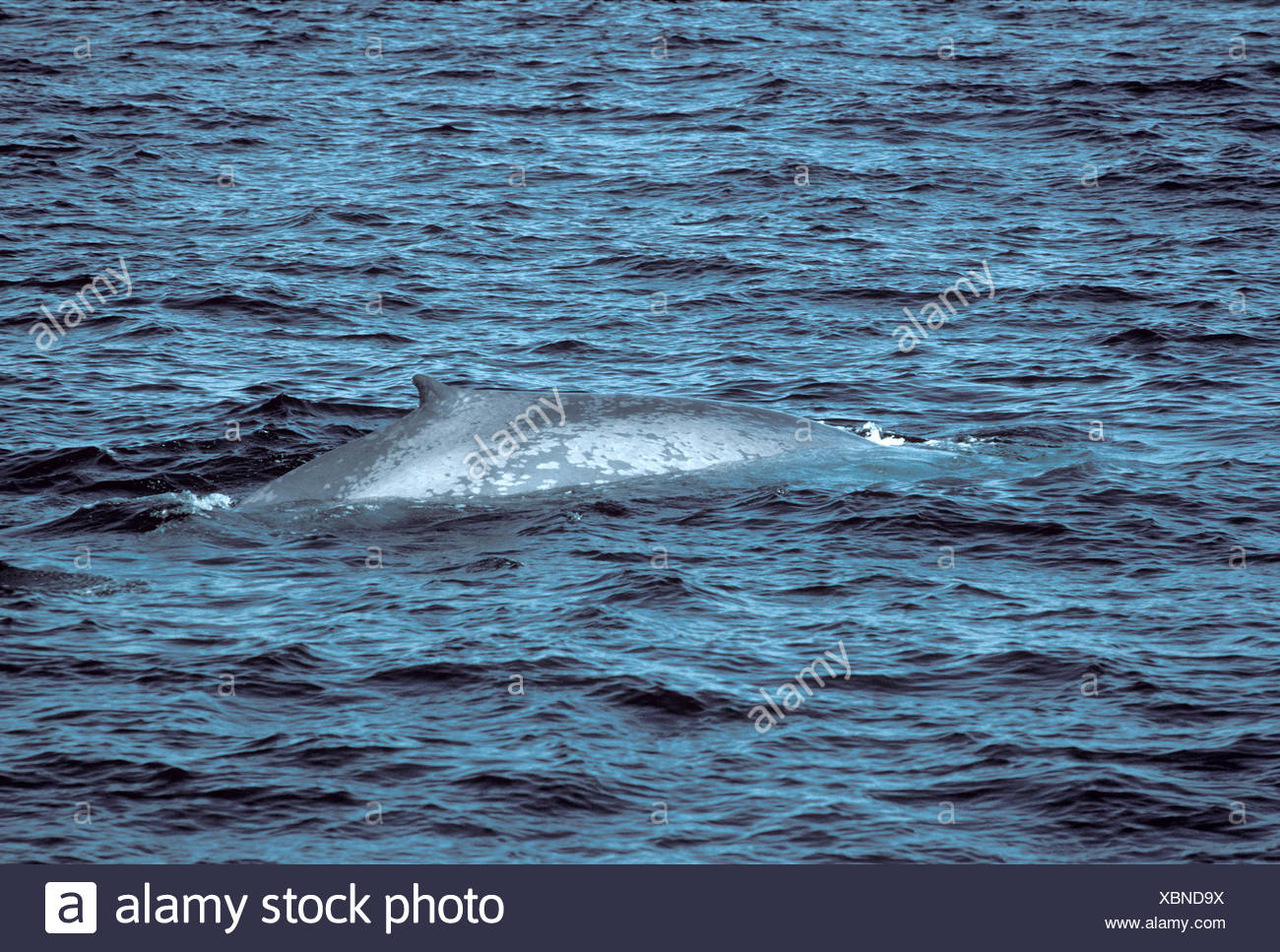Blue Whale Breaching Not Humpback High Resolution Stock Photography and ...