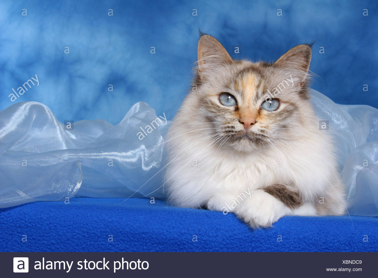 Birman Cat, Blue Tabby Point High Resolution Stock Photography and ...