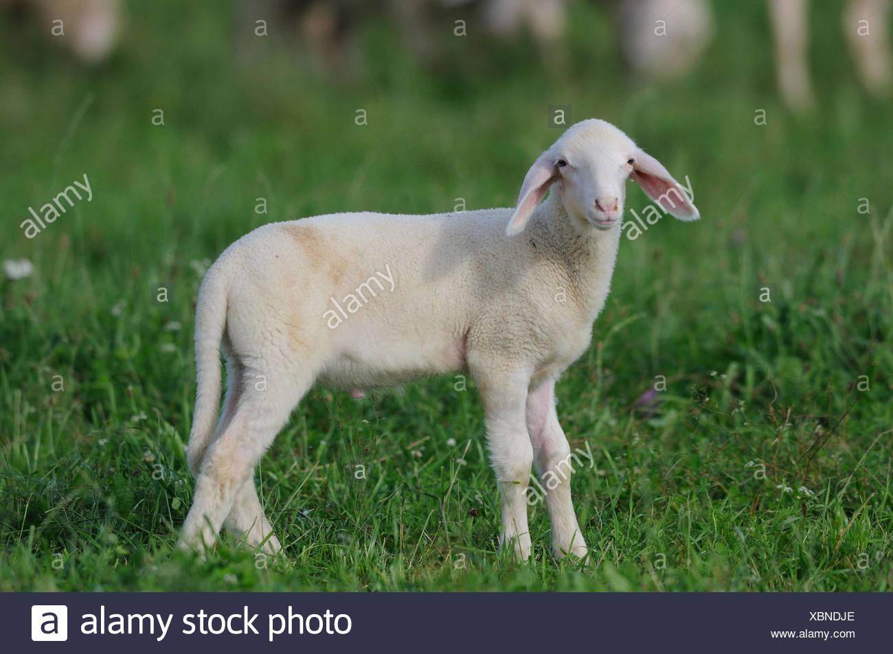 Ovis Orientalis Aries High Resolution Stock Photography and Images - Alamy