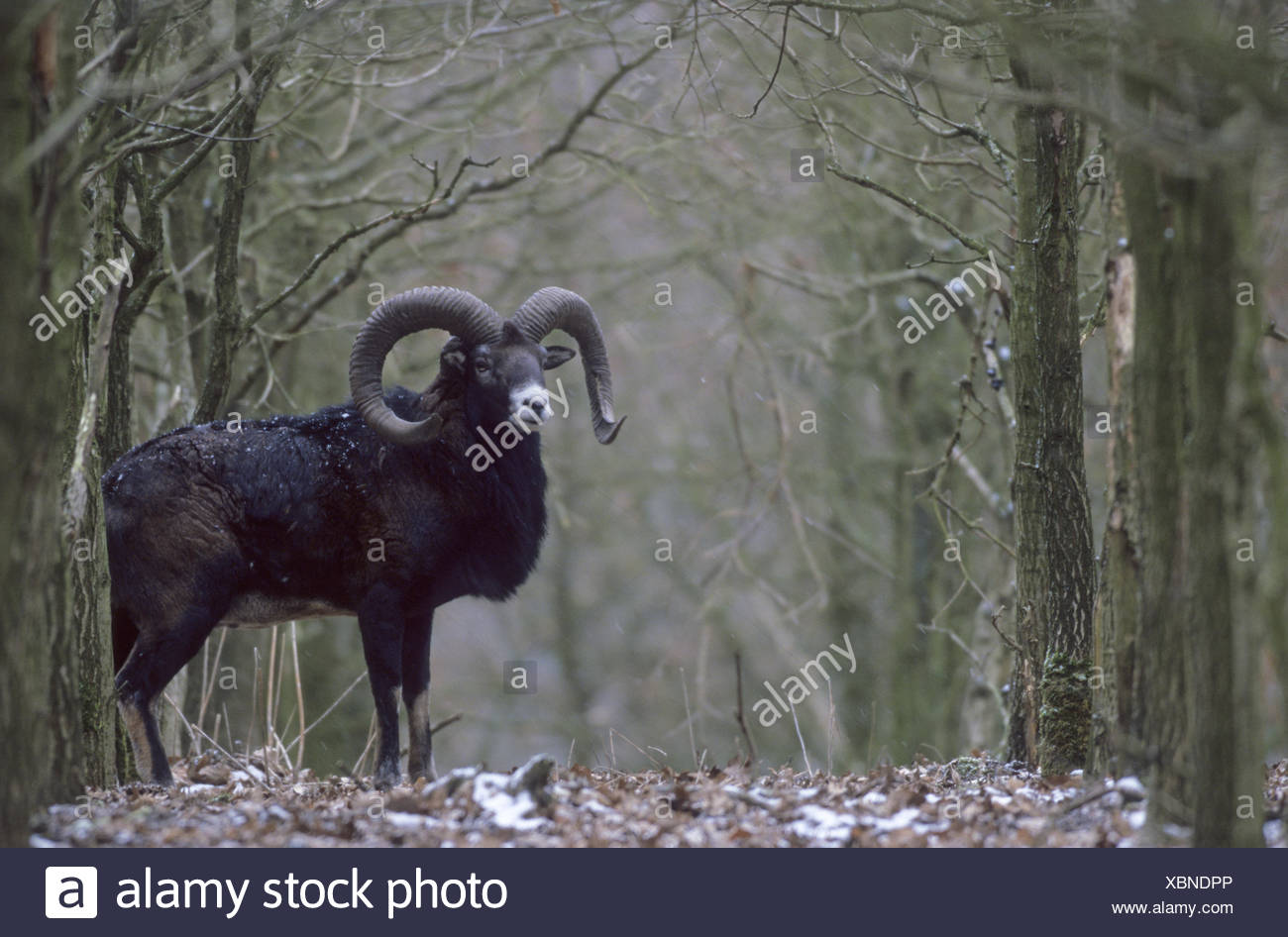 Schafsbock High Resolution Stock Photography and Images - Alamy