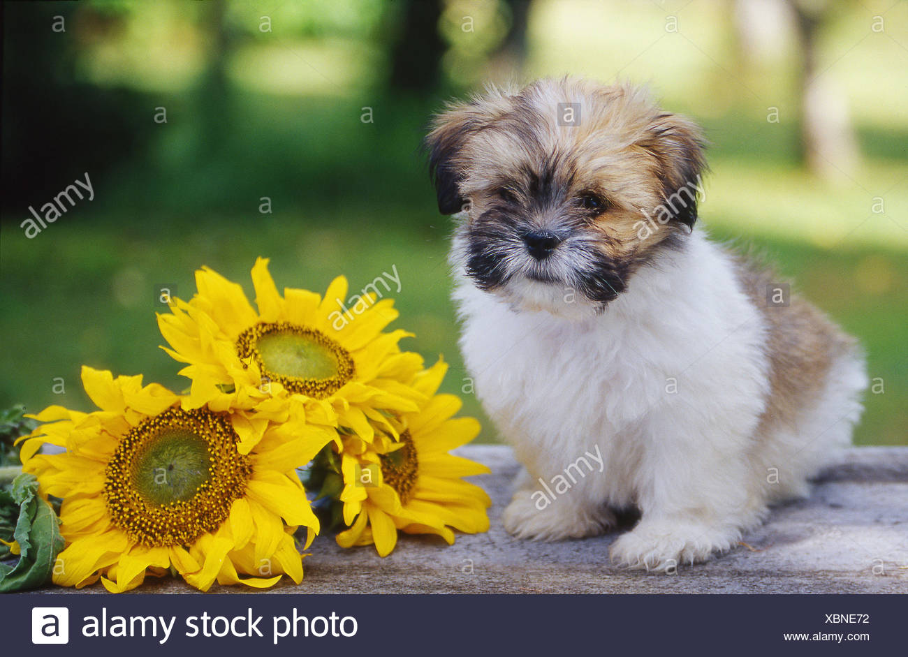 Lhasa Apso Pup Stock Photos & Lhasa Apso Pup Stock Images - Alamy