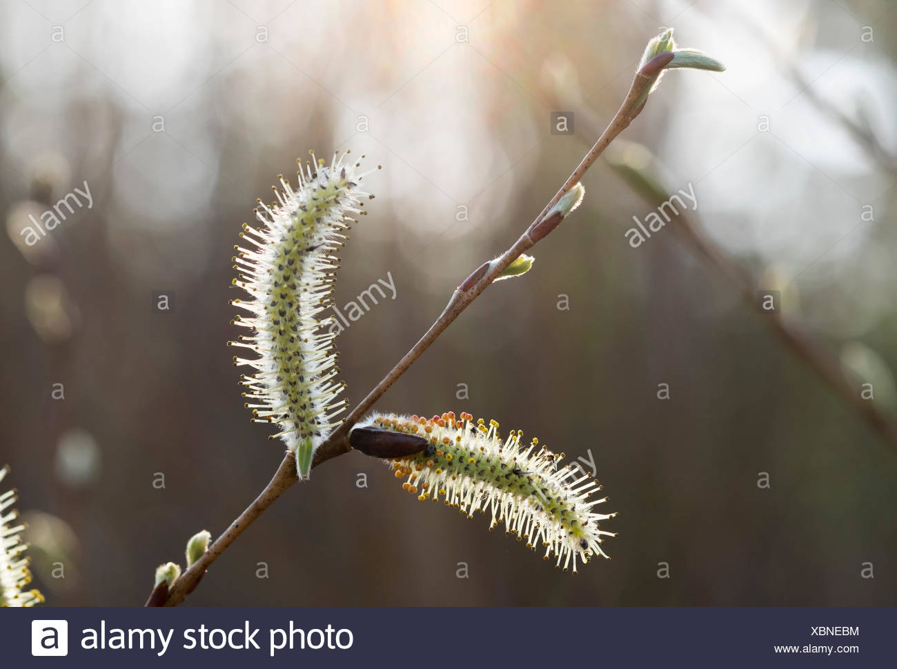 Salix Purpurea Salix Purpurea High Resolution Stock Photography and ...