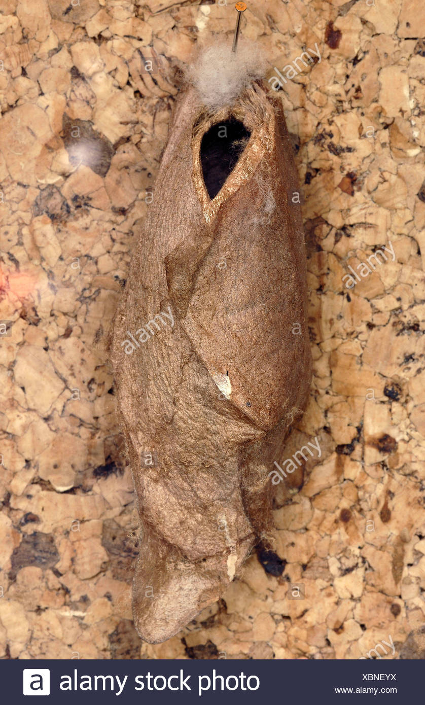 Atlas Moth Cocoon High Resolution Stock Photography and Images - Alamy