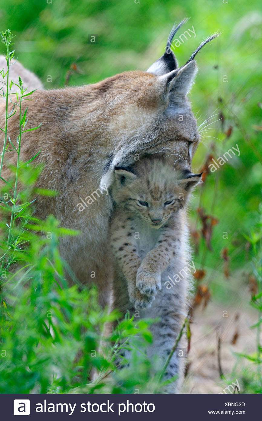 Mother And Baby Lynx High Resolution Stock Photography and Images - Alamy