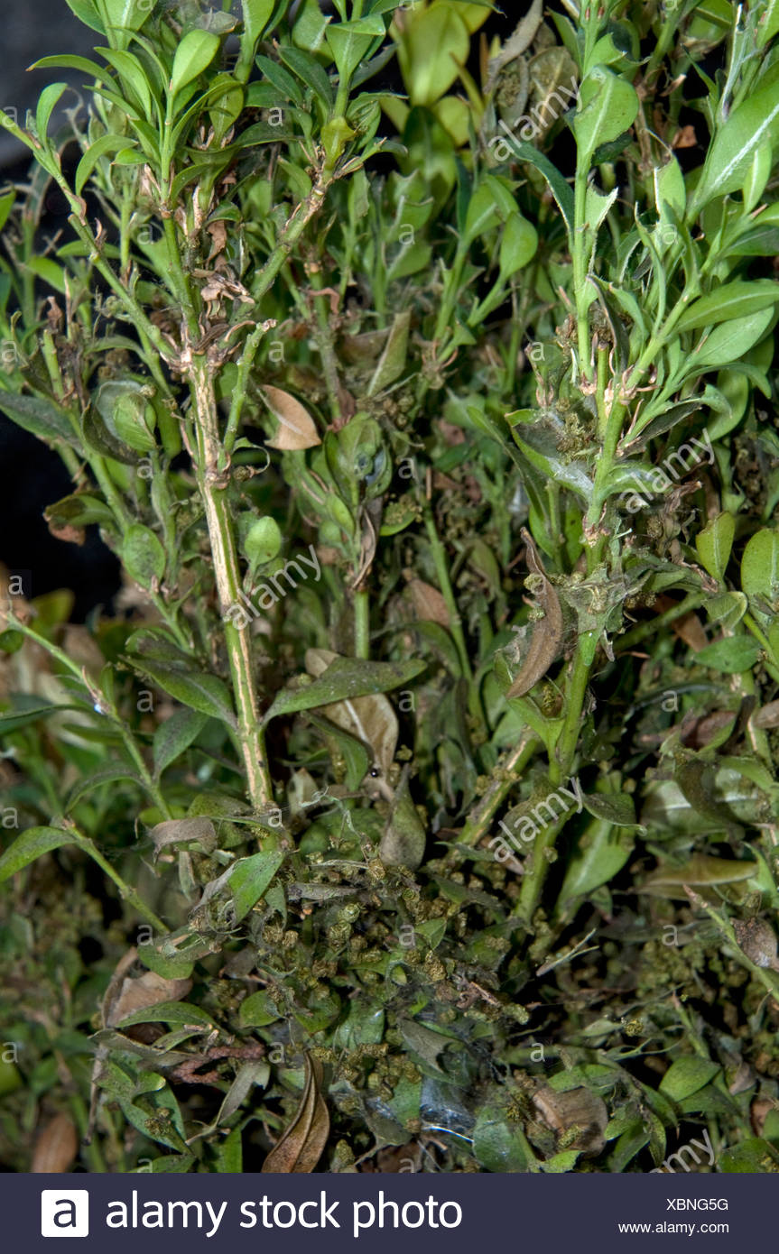 Buxus Sempervirens Moth High Resolution Stock Photography and Images ...