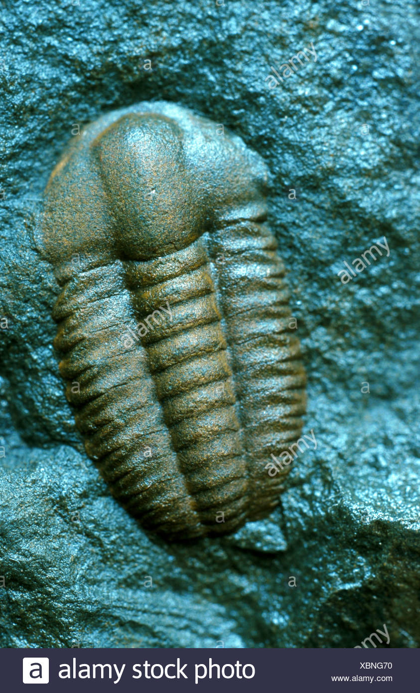 Trilobita High Resolution Stock Photography and Images - Alamy