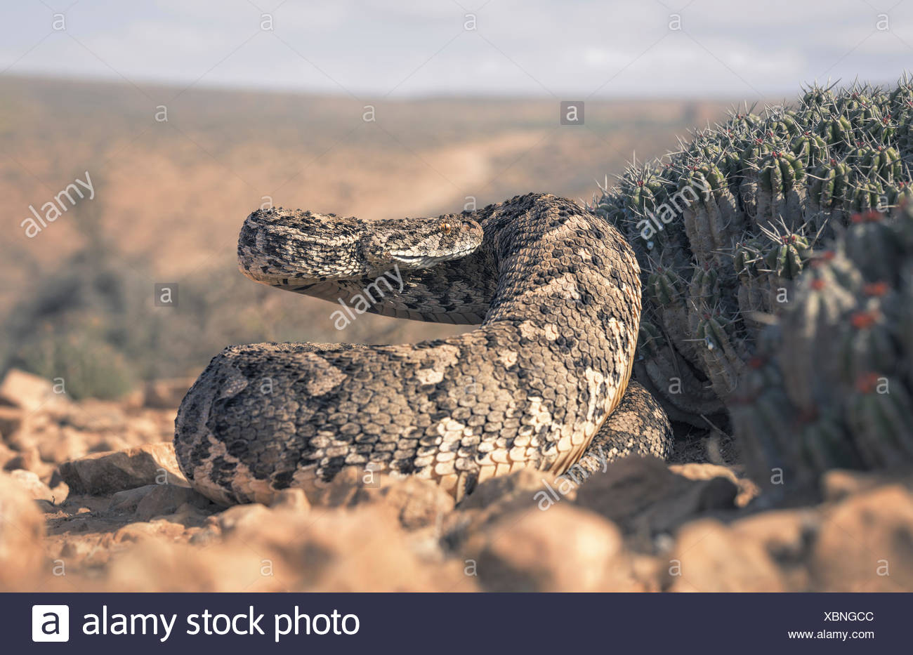 Large Viper High Resolution Stock Photography and Images - Alamy
